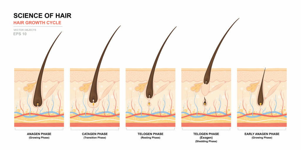 How long does it take hair to grow (in a week, month and year)?