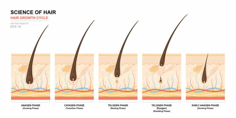How long does it take hair to grow (in a week, month and year)?